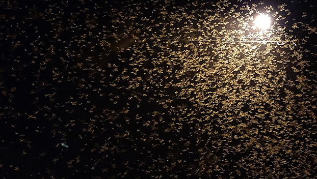 Termites swarm in the South as their mating season begins - Alabama Now ...