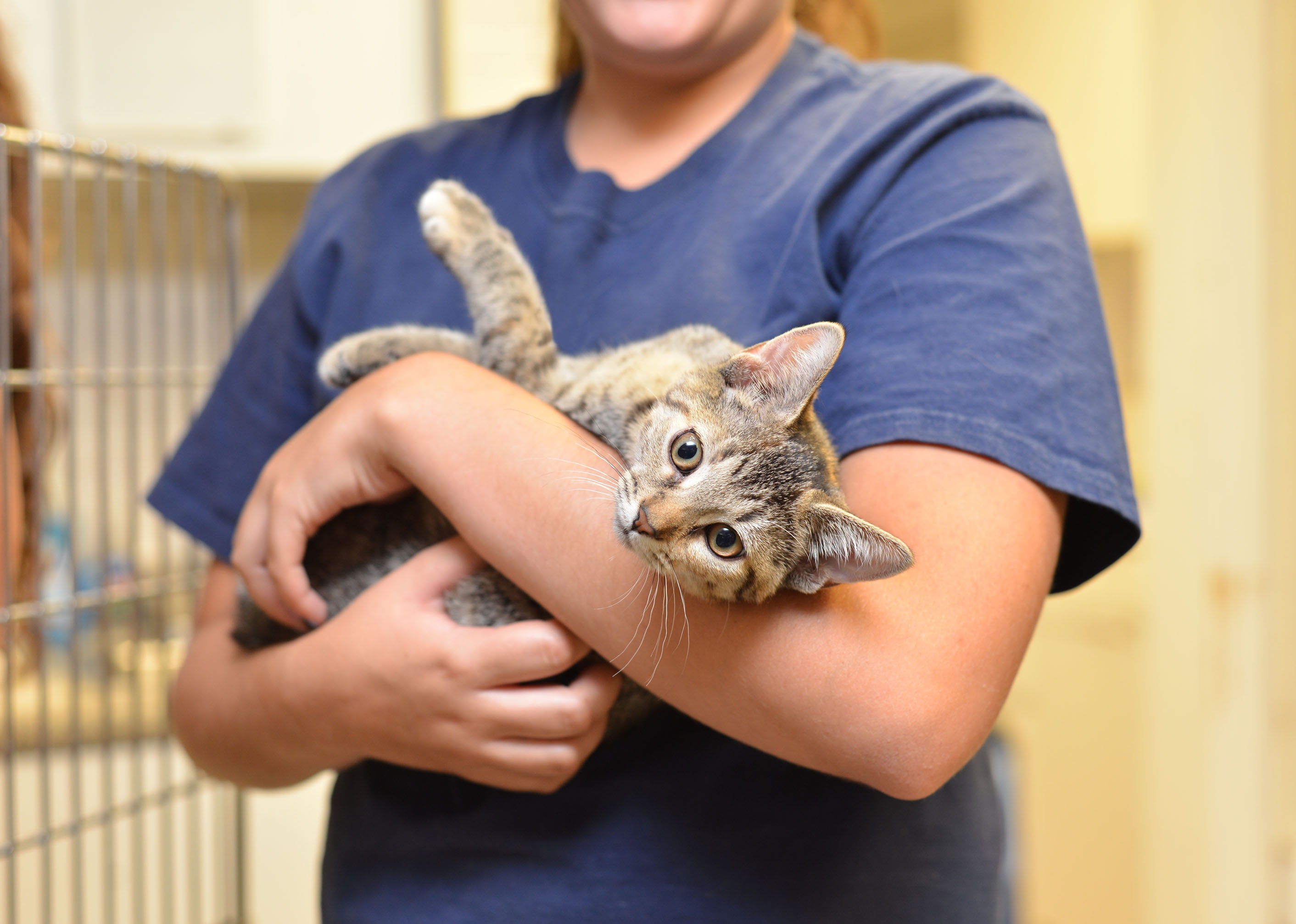 Cats available for adoption in Montgomery | Alabama Now