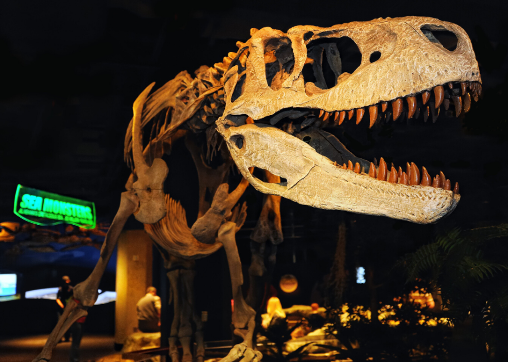 See how many dinosaur fossils are in Alabama | Alabama Now