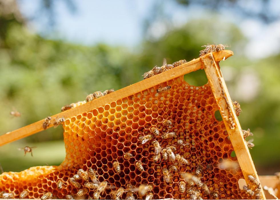 The health of honey bee colonies in Alabama | Alabama Now