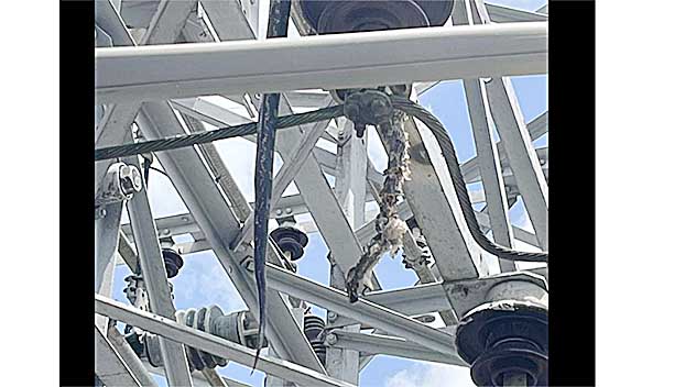 Snake knocks out power to thousands in Alabama, power cooperative says ...